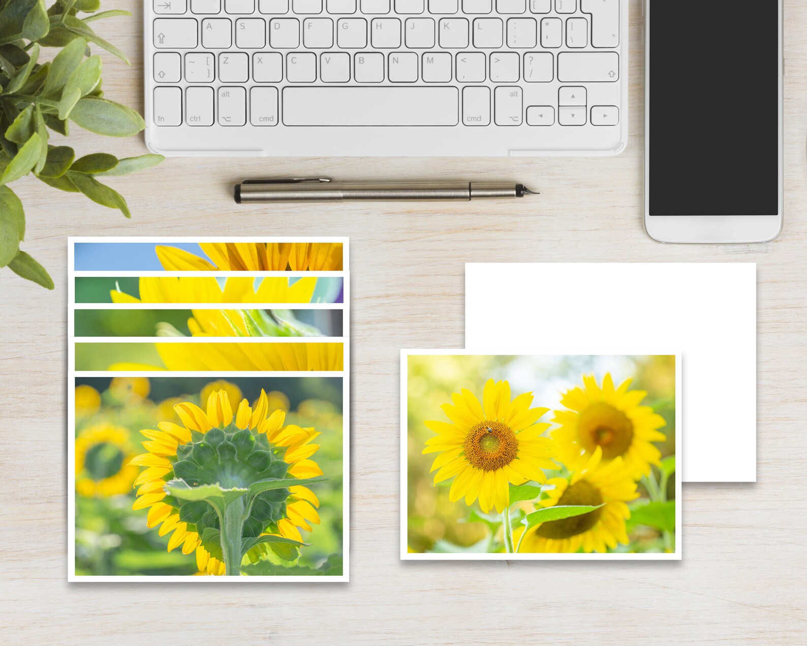 Sunflower Note Cards (set of 6), Photo Note Card Set, Blank Note Cards ...