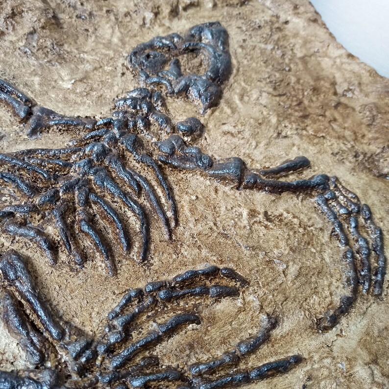 The World's Biggest Vadasaurus Fossil Replica: Immerse Yourself in ...