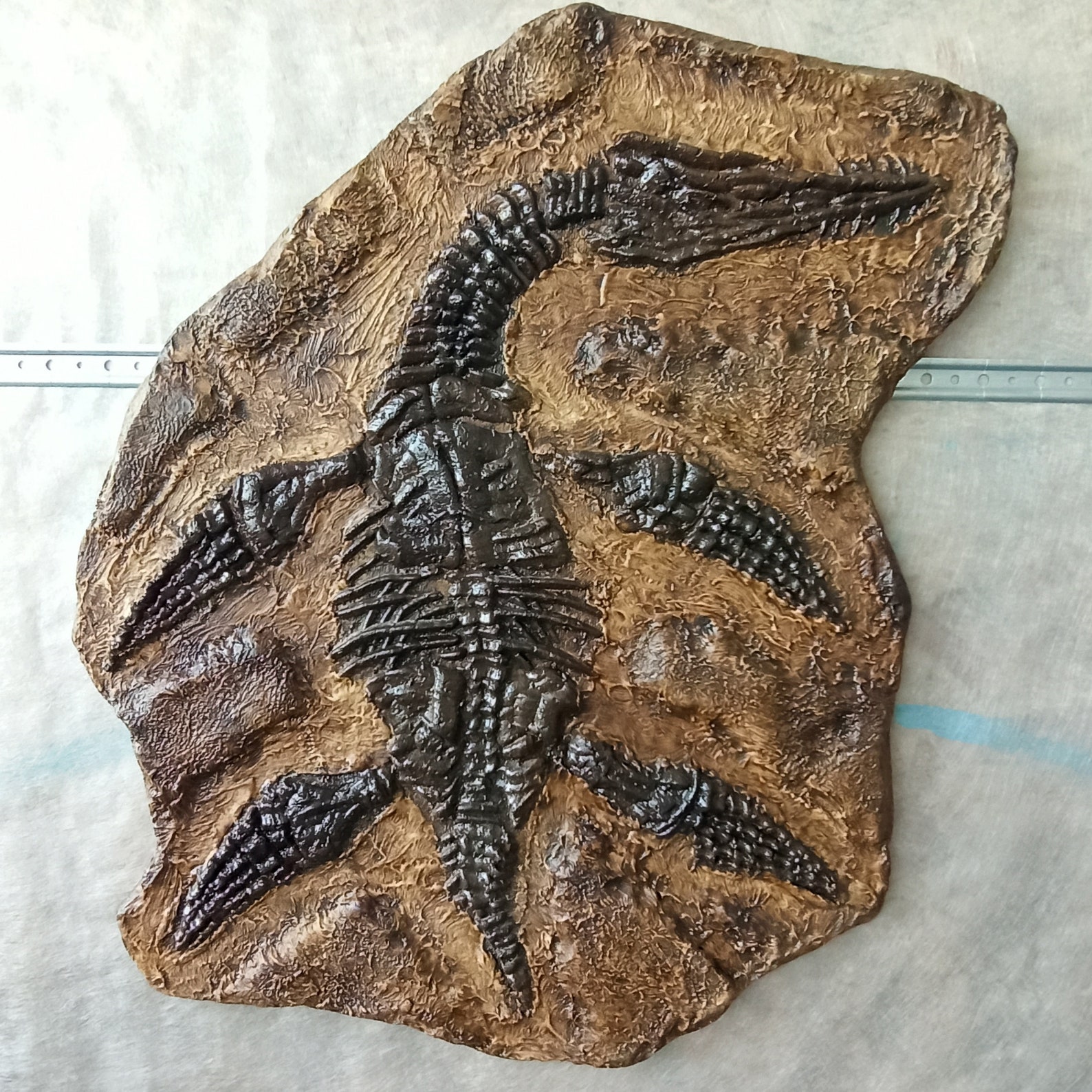 Giant Plesiosaur Fossil Mauricio Fernandez Fossil Replica Mesmerizing ...