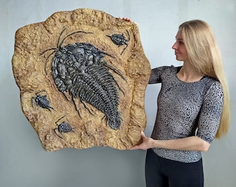 Trilobite Head - Etsy