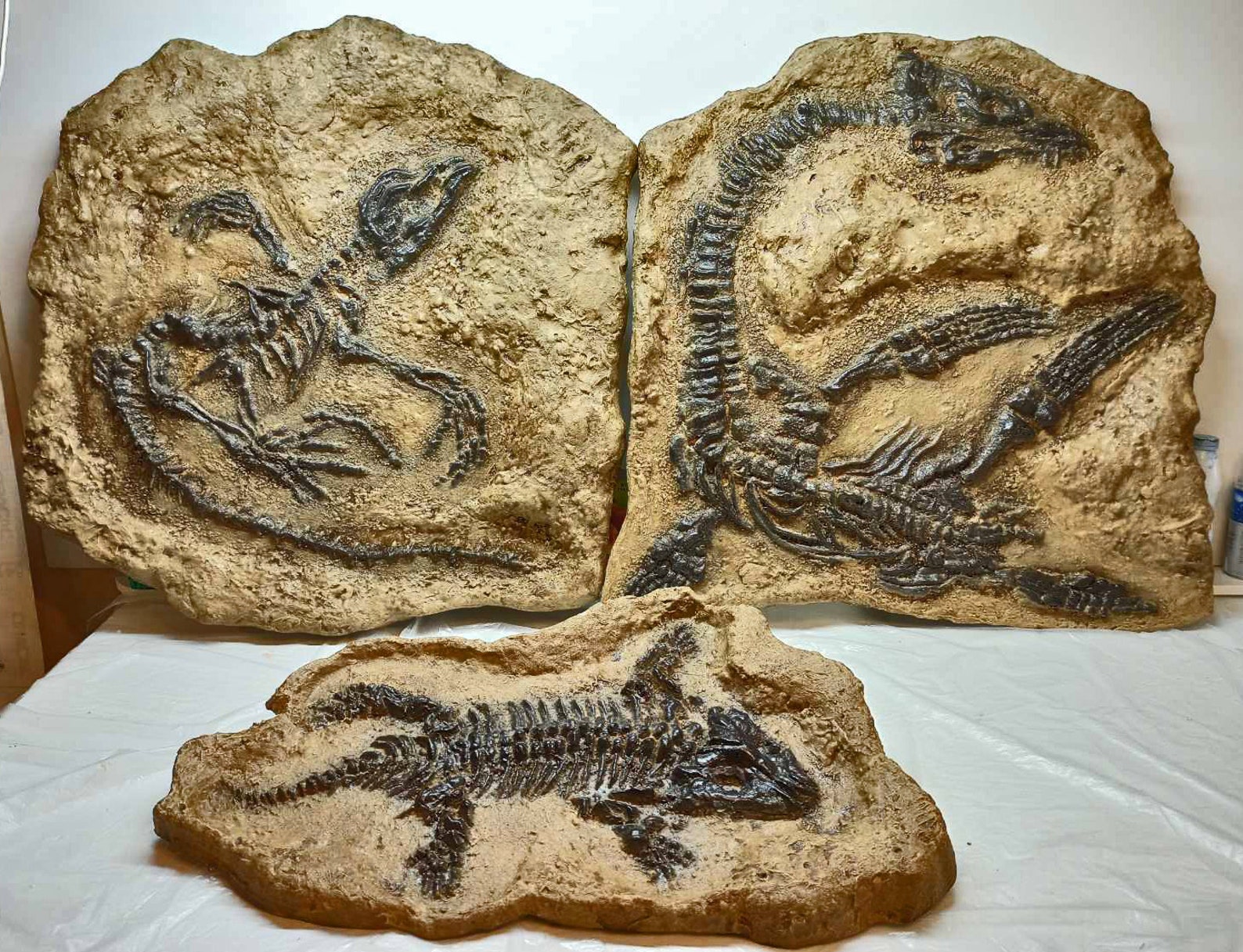 El fósil vadasaurus más grande del mundo en venta Producto | Etsy México