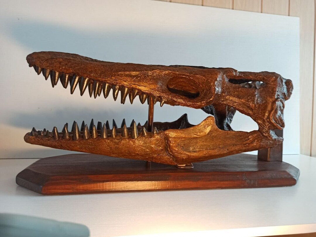 Mosasaur Skull on Wooden Stand: Superb Museum-quality Replica - Etsy UK