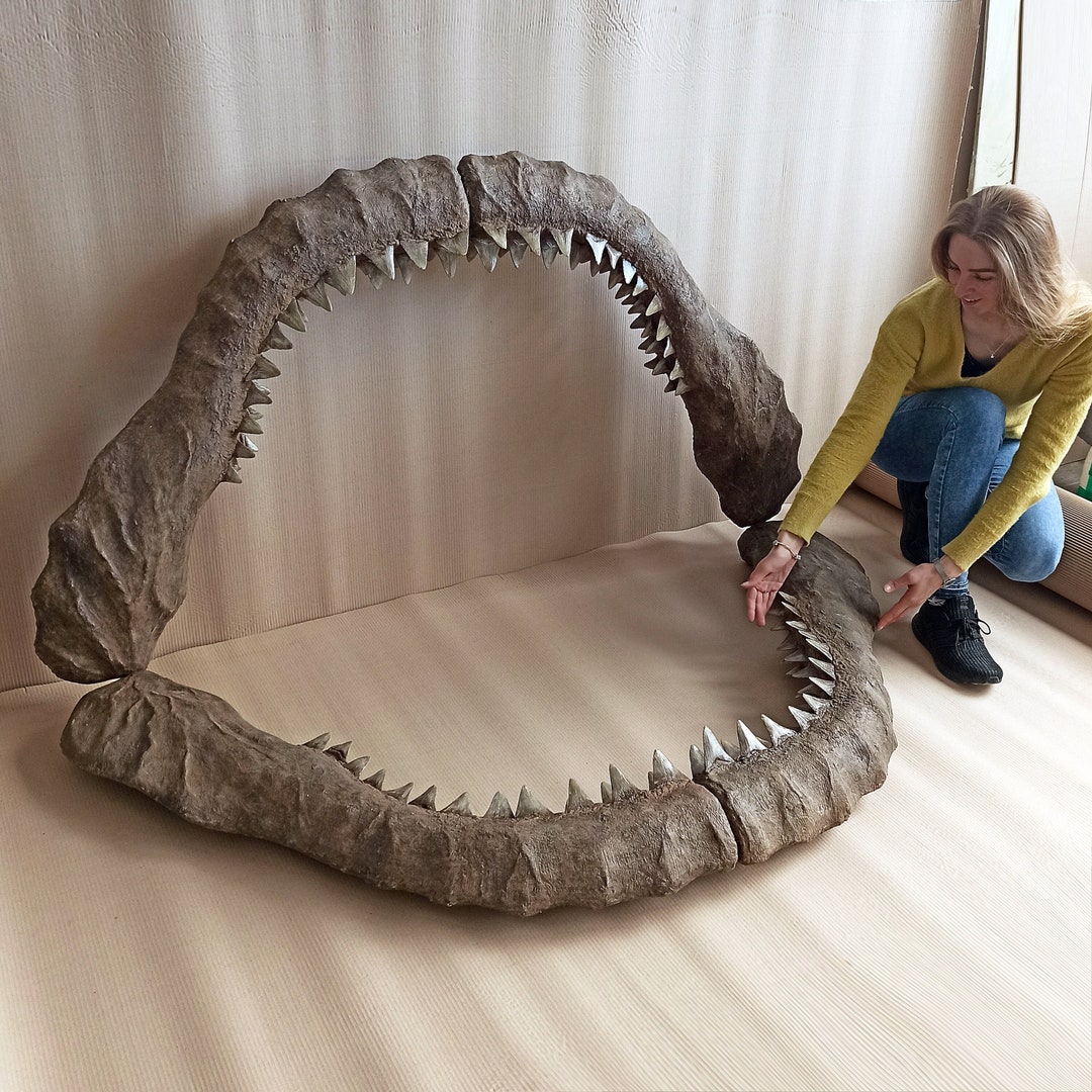 Megalodon Shark Jaw Life Size Fossil Giant Carcharodon Replica With ...
