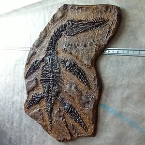 Giant Plesiosaur Fossil Mauricio Fernandez Fossil Replica Mesmerizing ...
