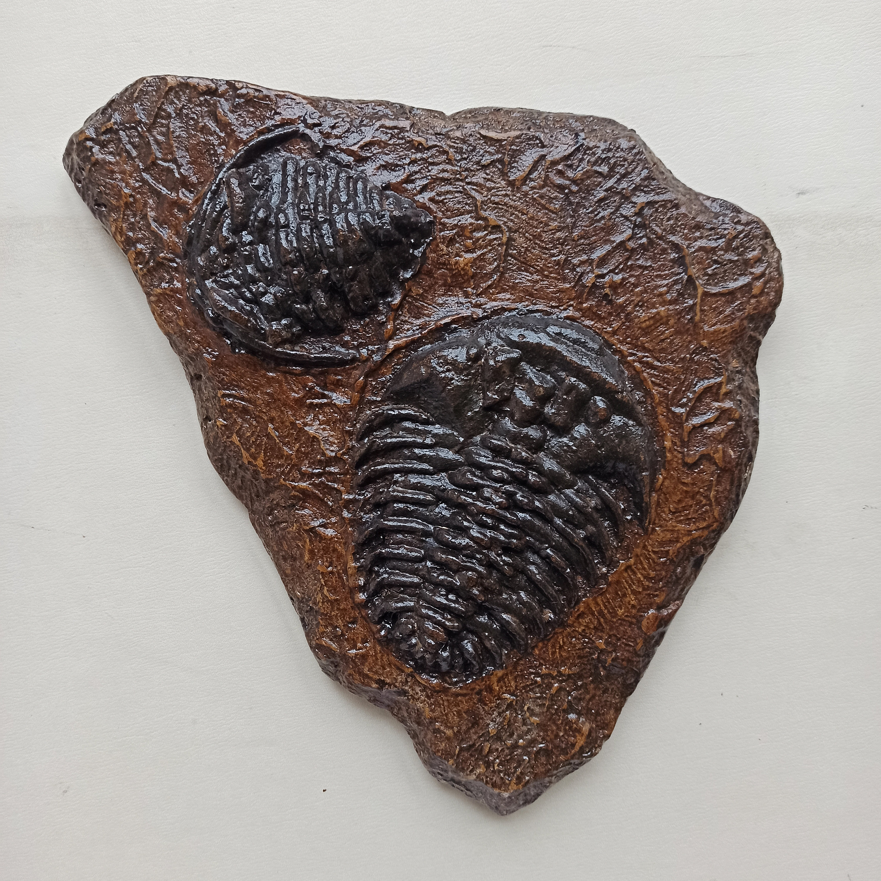 Giant Wall Clock Replica Trilobite Fossils Huge Wall Dial Creative Art ...