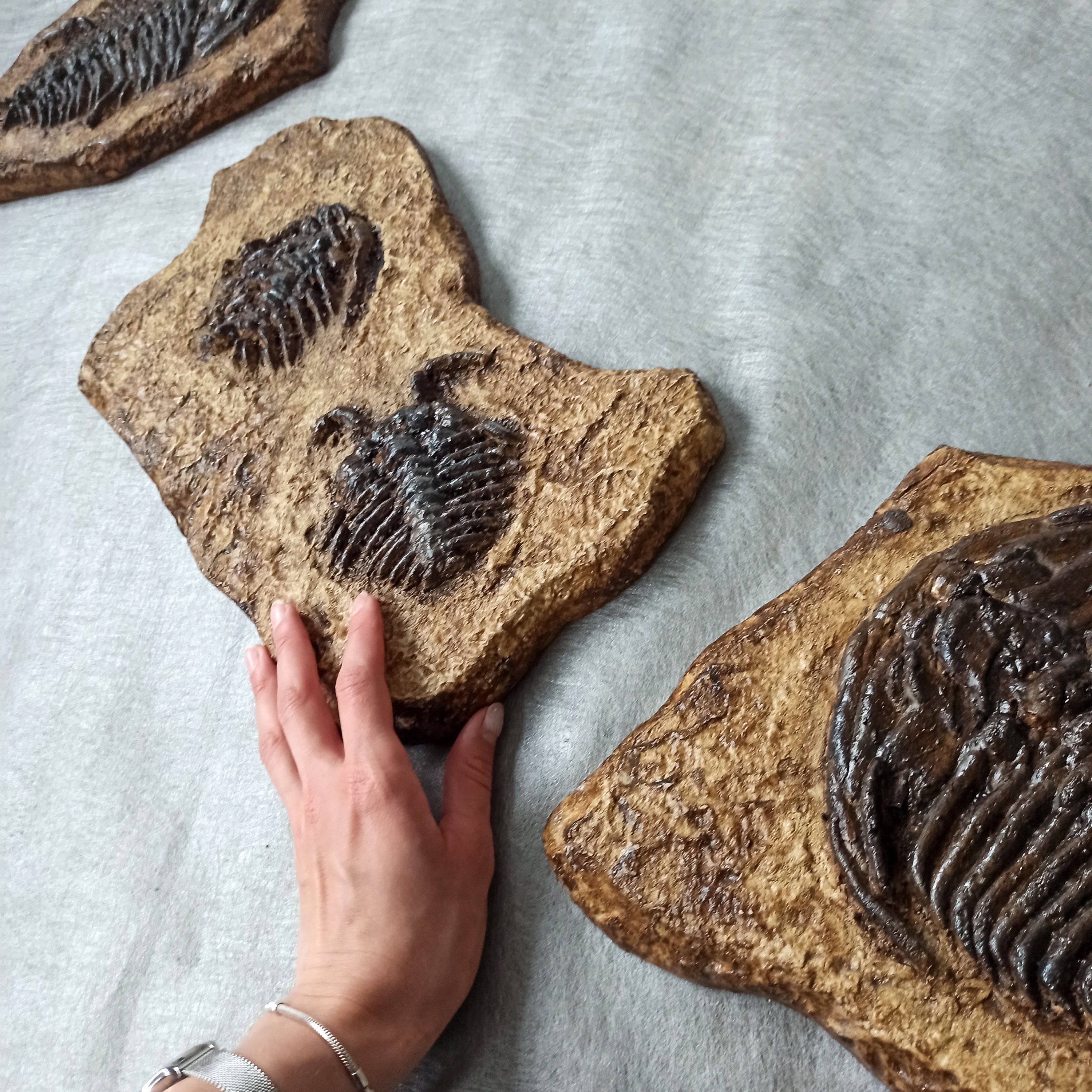 Giant Wall Clock Replica Trilobite Fossils Huge Wall Dial Creative Art ...
