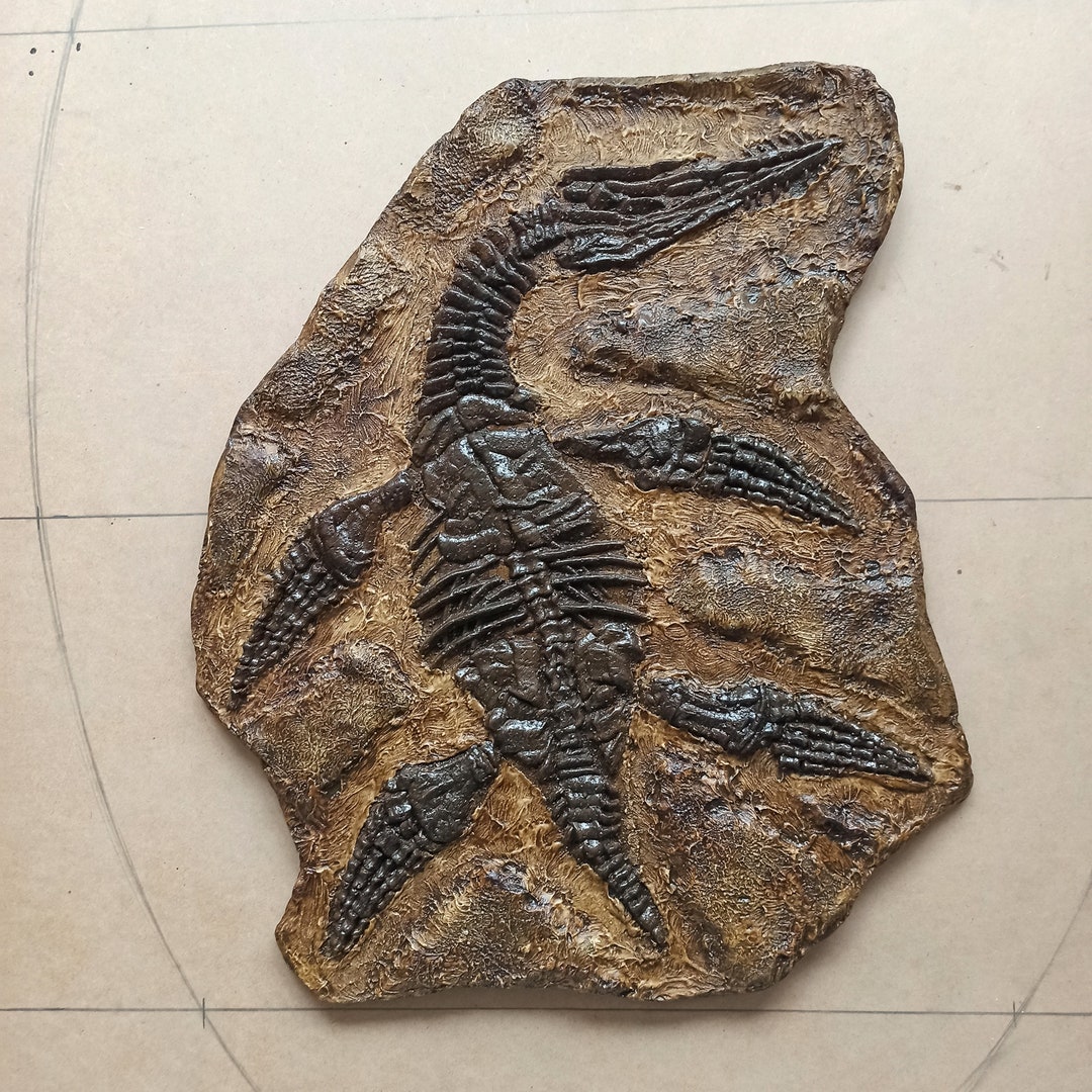 Giant Plesiosaur Fossil Mauricio Fernandez Fossil Replica Mesmerizing ...
