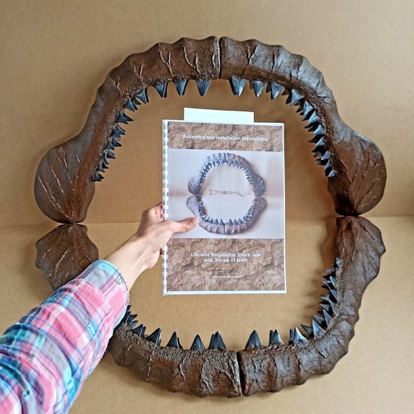 Shark Tooth Display - Etsy