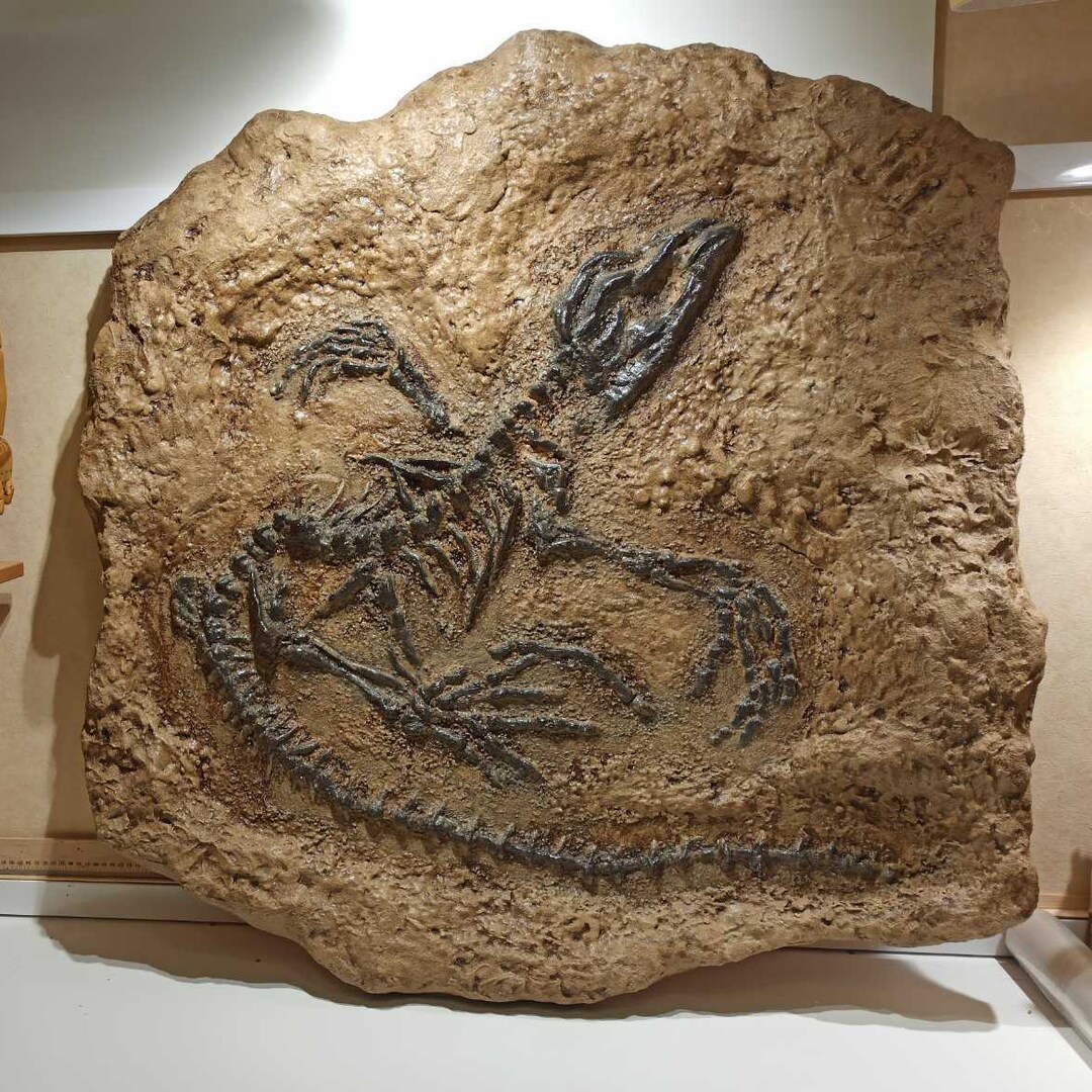 The World's Biggest Vadasaurus Fossil for Sale Fully - Etsy Australia