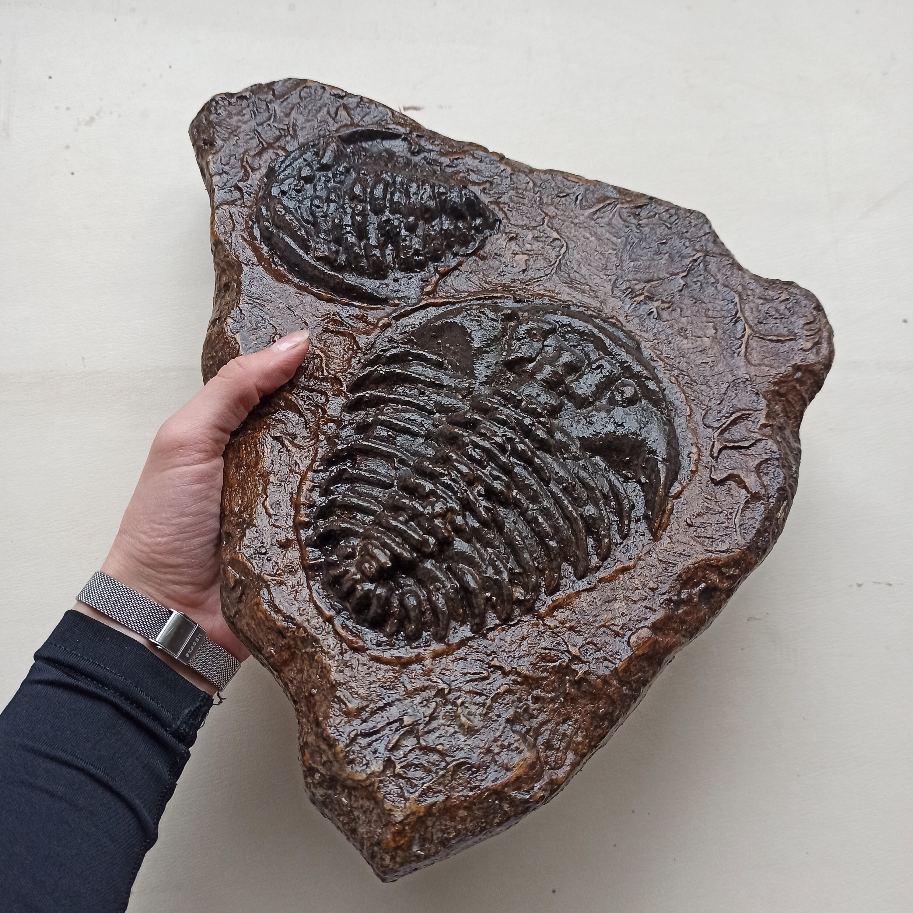 Giant Wall Clock Replica Trilobite Fossils Huge Wall Dial Creative Art ...