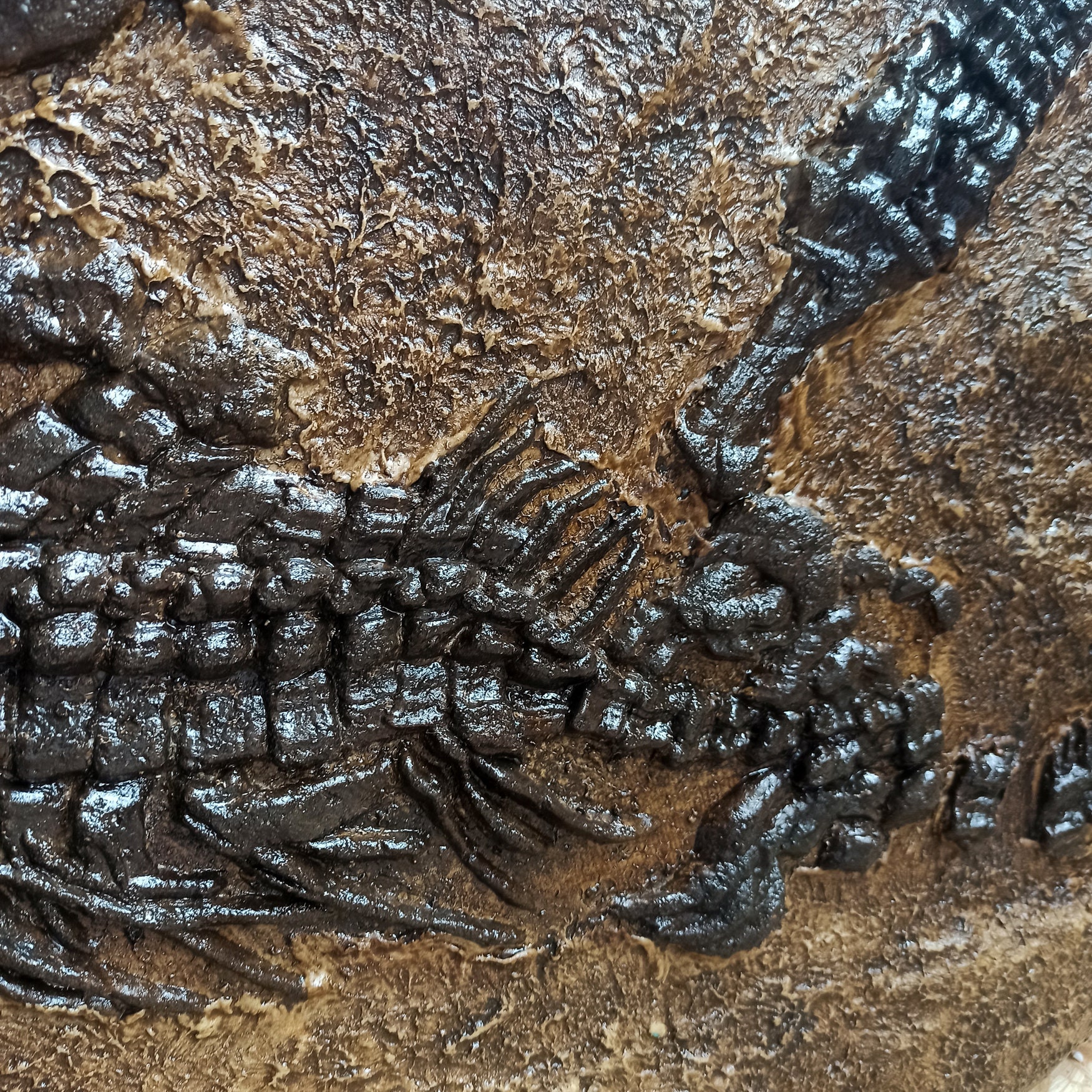 Giant Plesiosaur Fossil Mauricio Fernandez Fossil Replica Mesmerizing ...