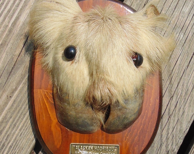Vintage Alaskan Hoofibou by Al Haynes Novelty Taxidermy Wall Art 1964 ...