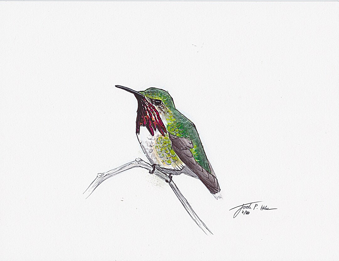 Calliope Hummingbird Fine Art Print - Etsy