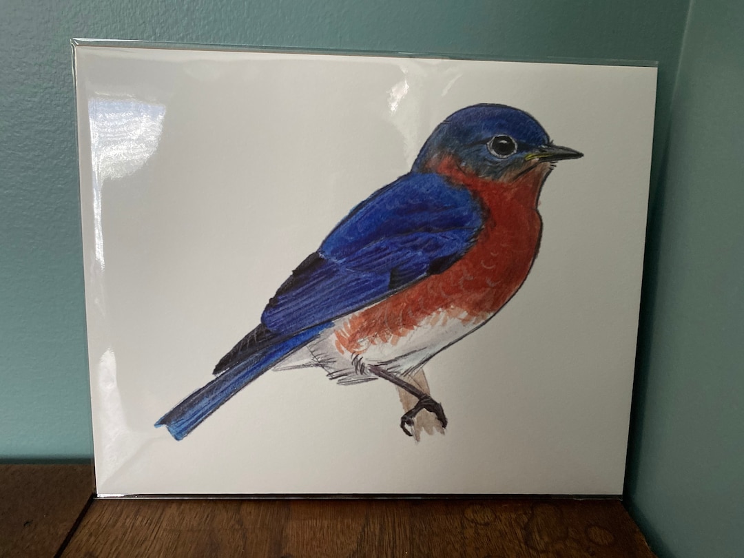 Eastern Bluebird Fine Art Print - Etsy