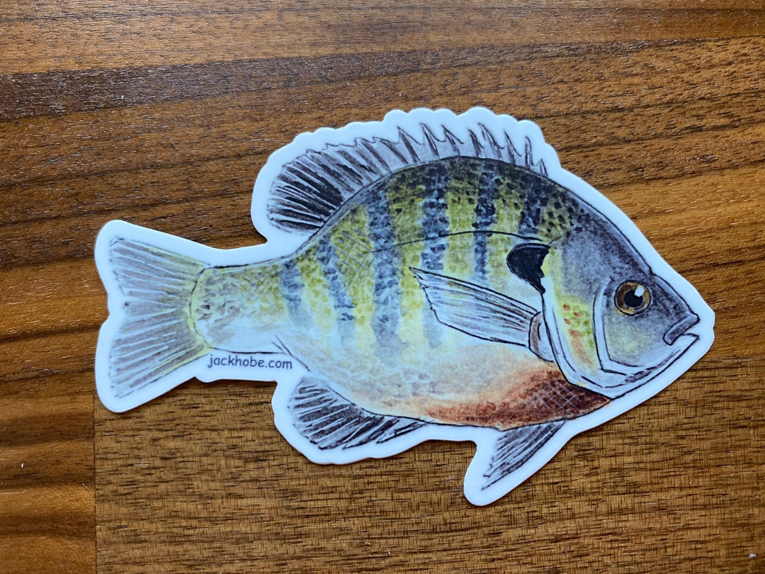 Bluegill Fish Vinyl Sticker - Etsy