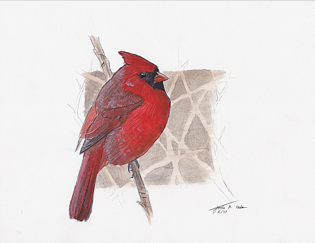 Northern Cardinal Fine Art Print - Etsy