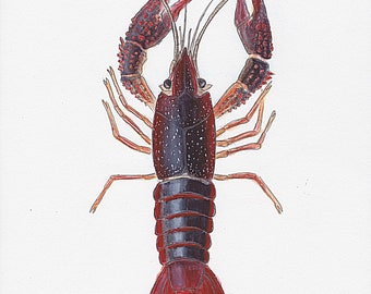 Crayfish Art Print - Etsy