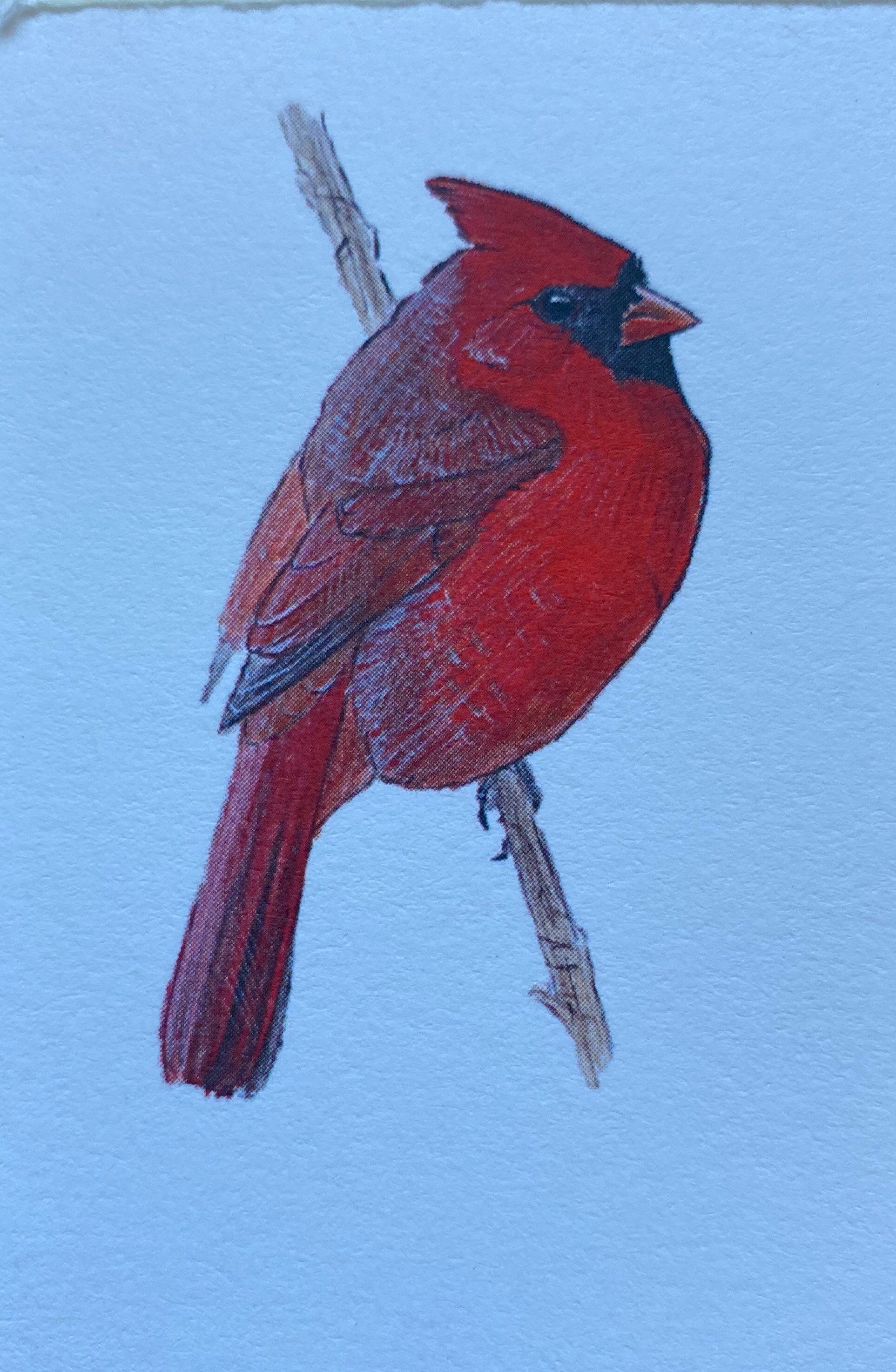 Northern Cardinal Notepad - Etsy