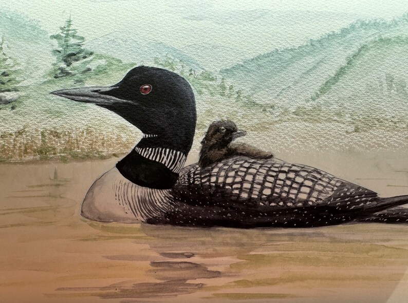 Common Loon Fine Art Print - Etsy