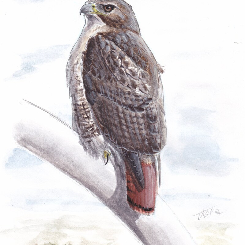 Metal Hawk Wall Art - Etsy