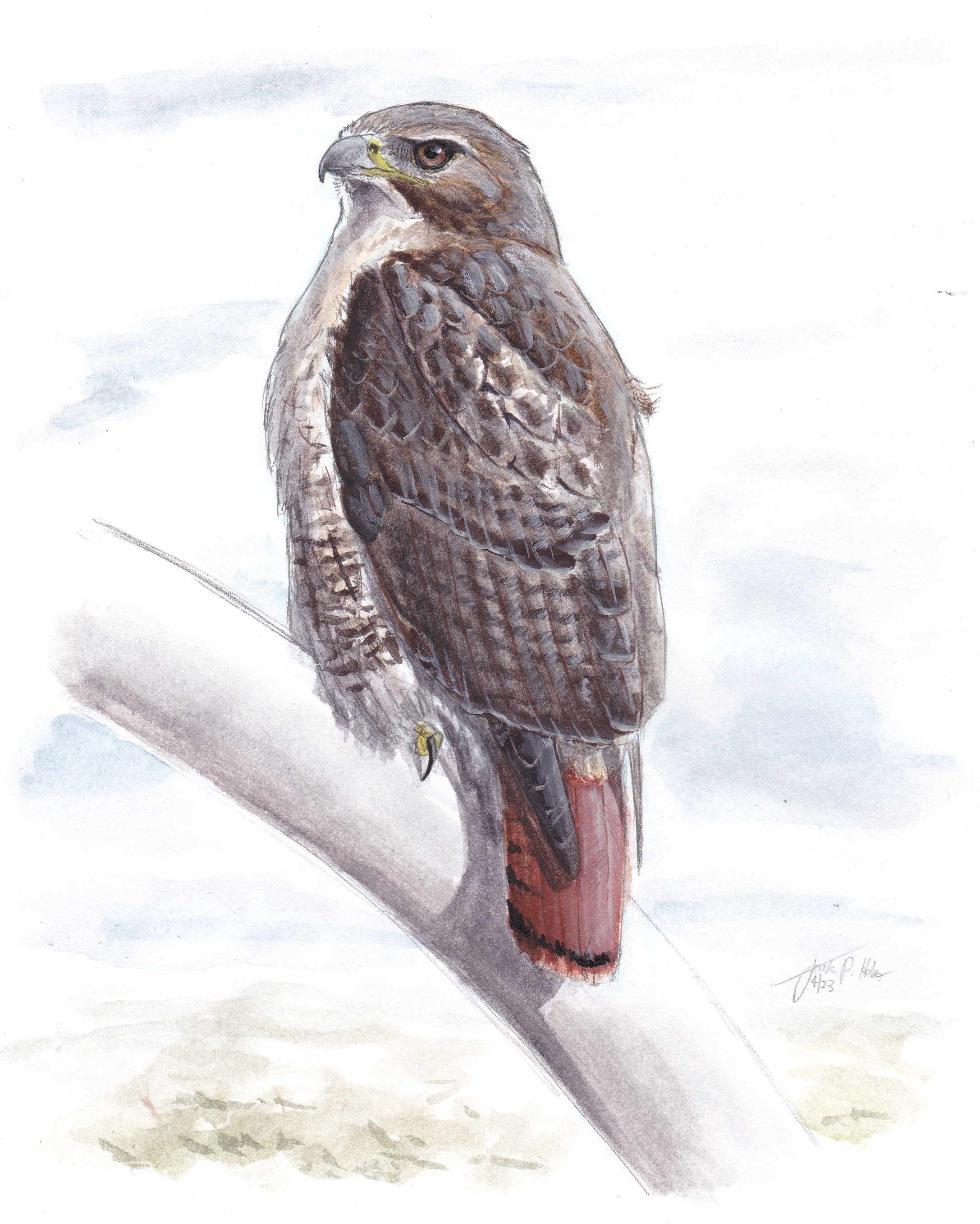 NEW Red-tailed Hawk Art Print - Etsy