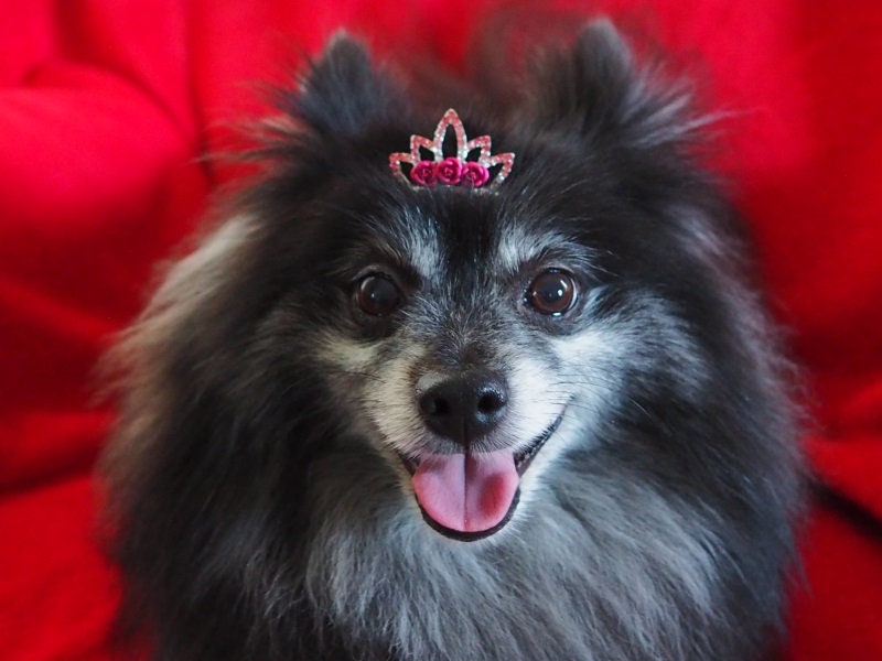 Pet Dog Red Pink Rose Rhinestone Tiara Crown Accesory Birthday | Etsy
