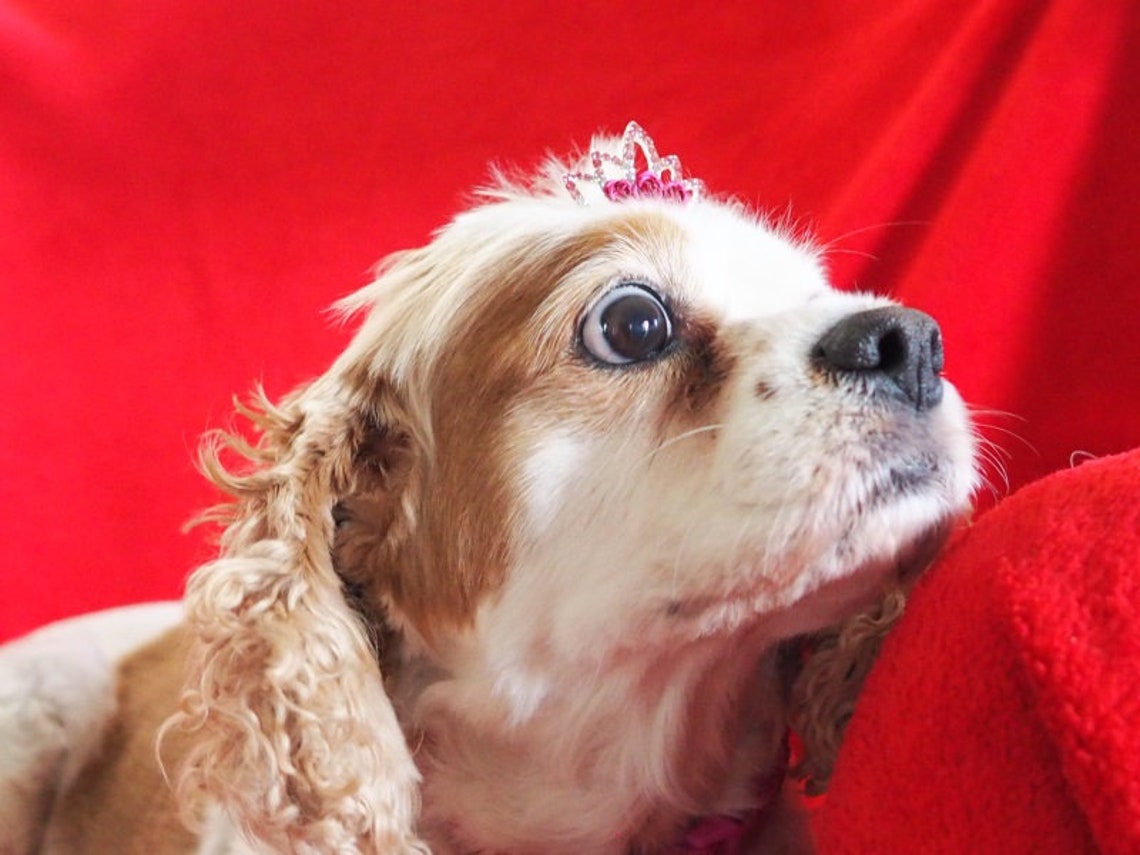 Pet Dog Red Pink Rose Rhinestone Tiara Crown Accesory Birthday | Etsy