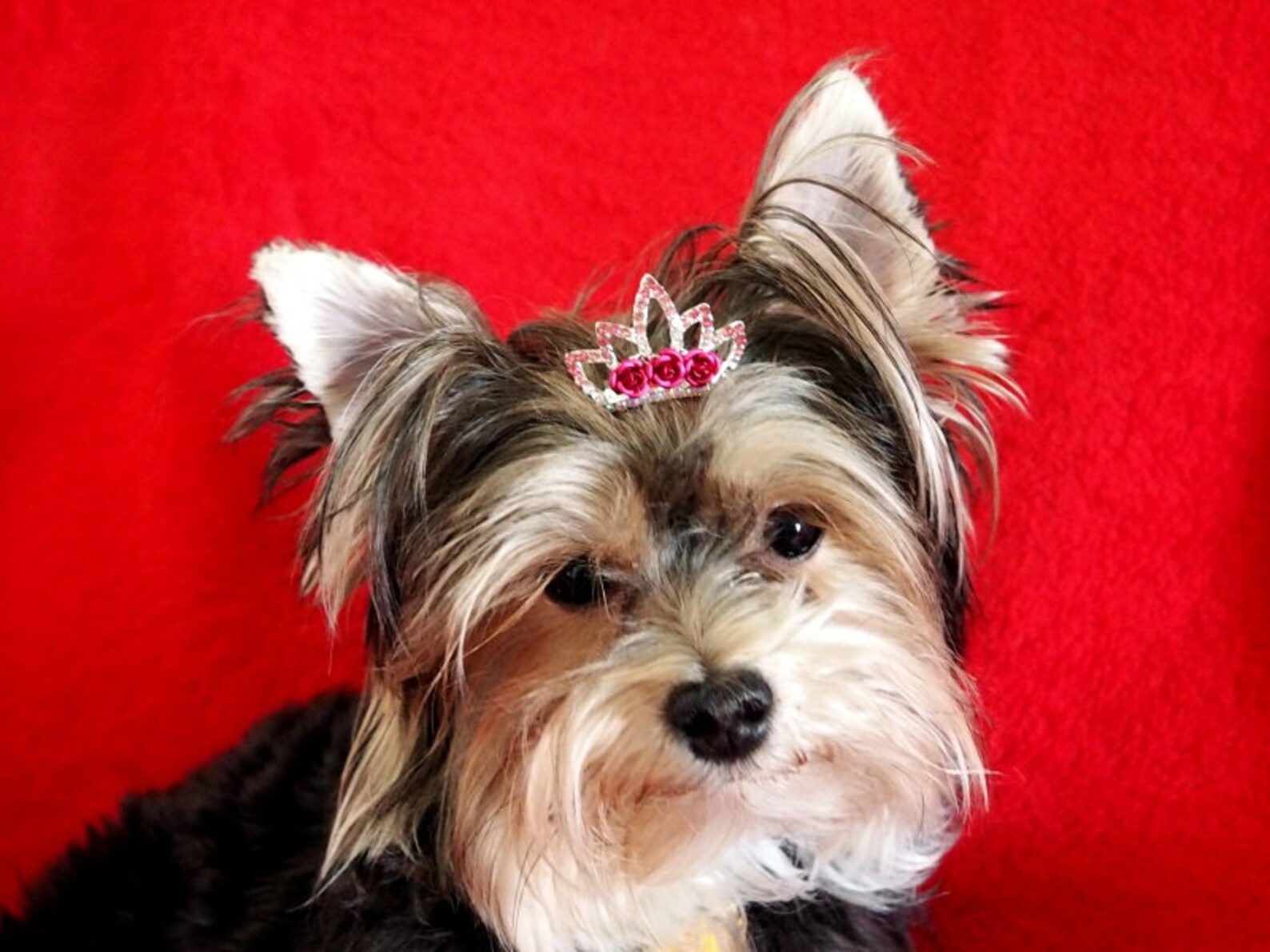 Pet Dog Red Pink Rose Rhinestone Tiara Crown Accesory Birthday | Etsy