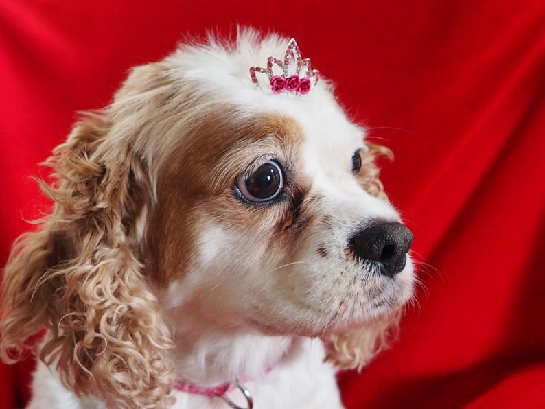 Pet Dog Red Pink Rose Rhinestone Tiara Crown Accesory Birthday | Etsy
