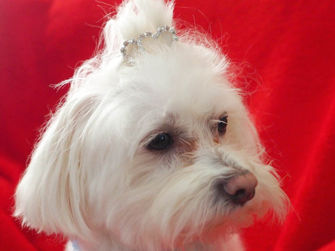Pet Dog Cat Rhiestone Tiara Crown Barrette - Etsy