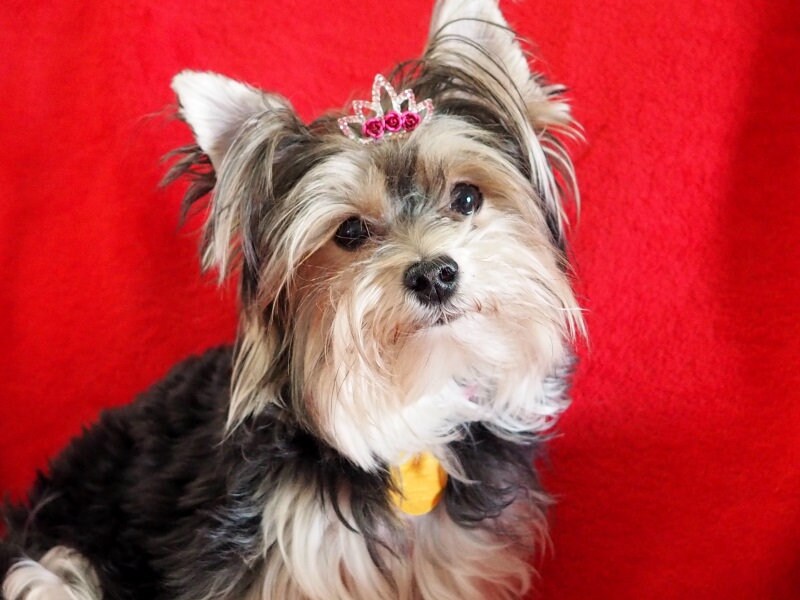 Pet Dog Red Pink Rose Rhinestone Tiara Crown Accesory Birthday | Etsy