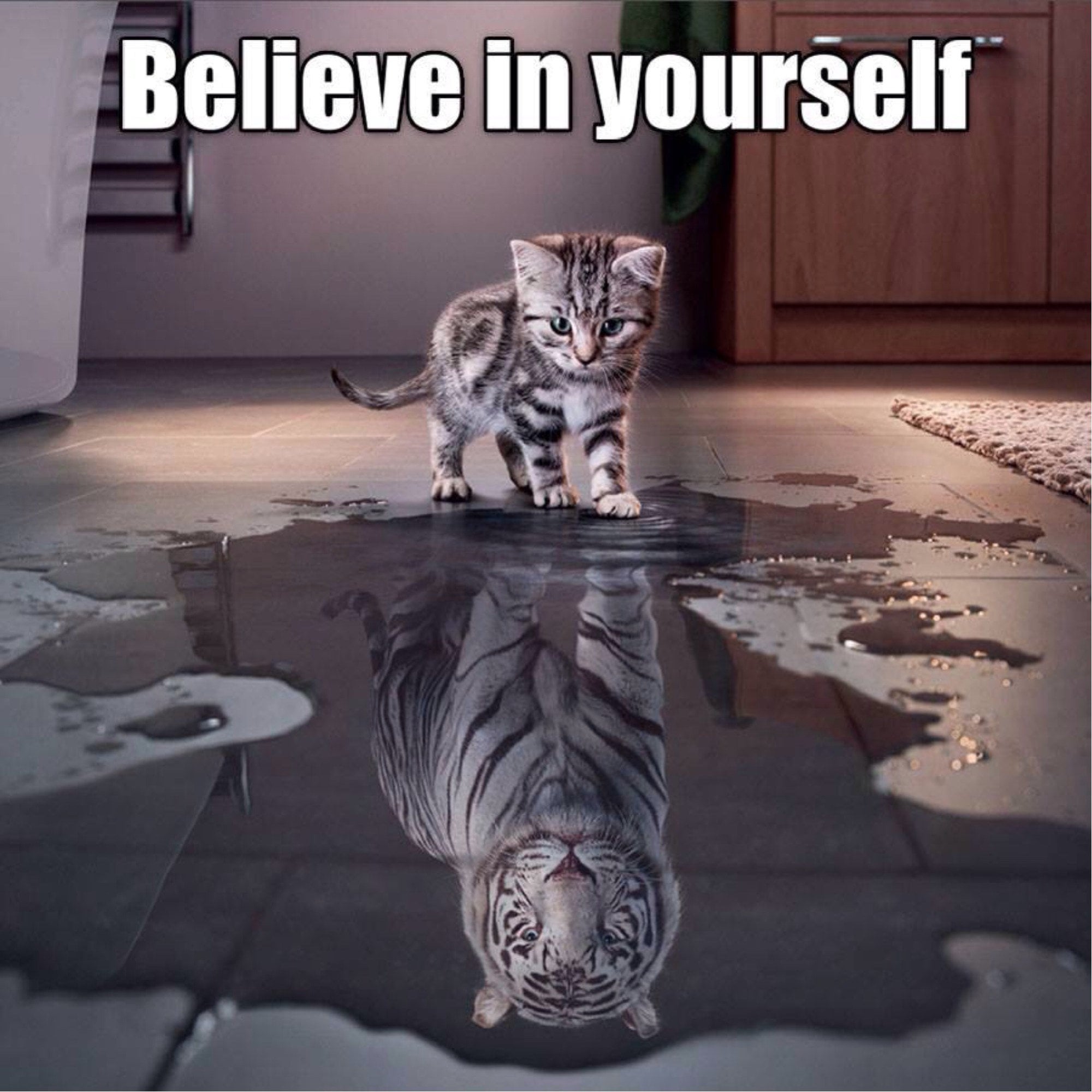 Believe Cat