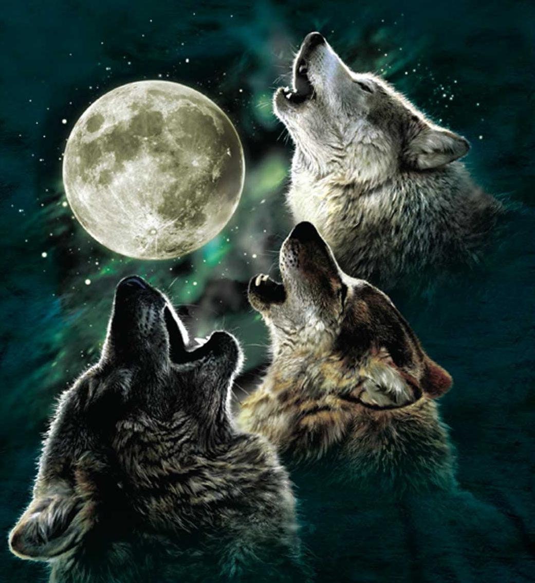 Wolf # 15 - T Shirt Heat Transfer - Wolves - Etsy