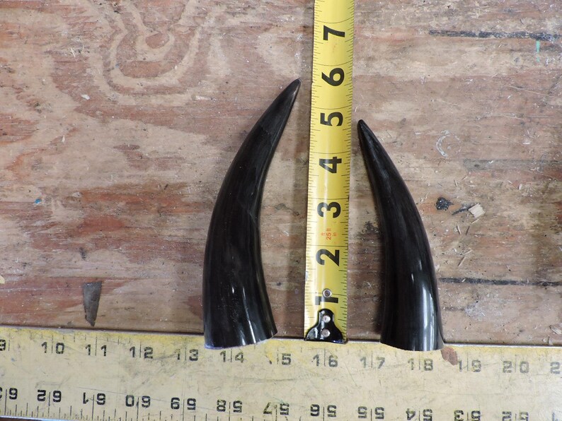 6 Polished Horn Tips 11 Inches and Under Bull/cow Horns - Etsy