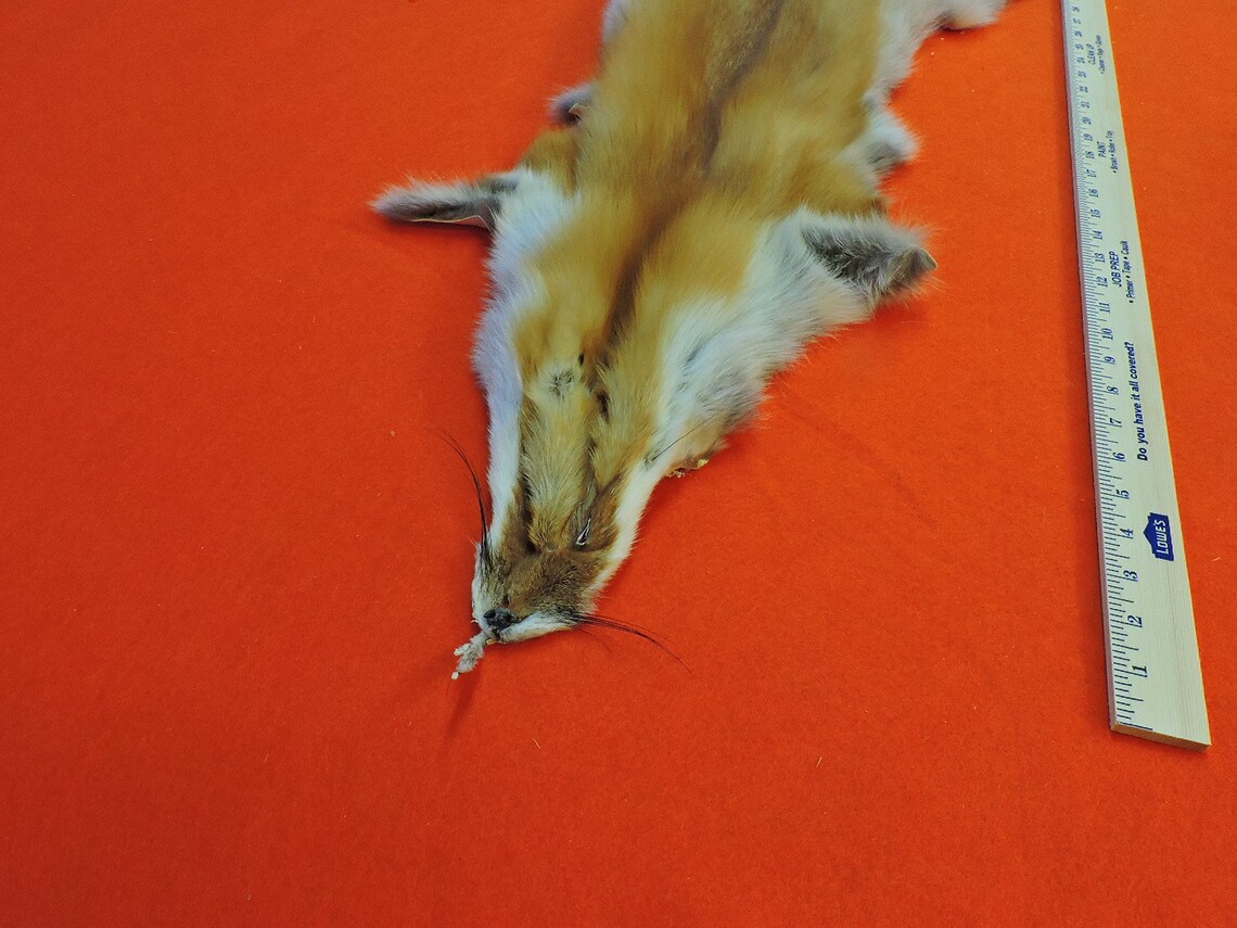 RED FOX Skin 7 Red Fox Pelt Tanned Hide Red Fox Hide Red | Etsy