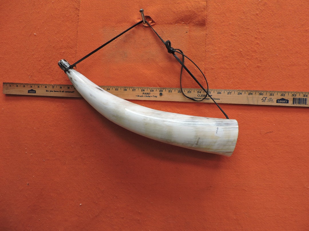 20 Blowing Bull Horns Cow Horns STEER LONGHORN Horns TAXIDERMY Polished ...