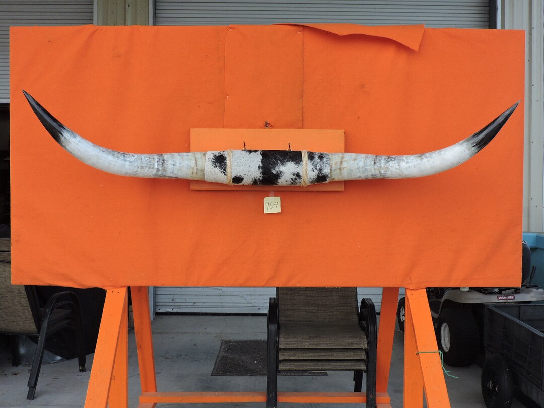 Steer Horns 904 Mounted LONGHORN Steer Horns 6'8 Tip to Tip 17 1/4 ...