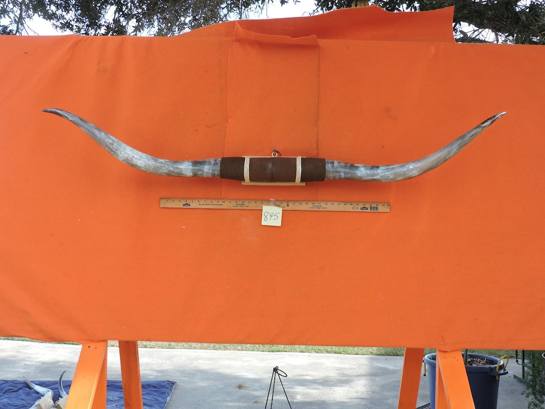 Steer Horns 845 Mounted LONGHORN Steer Horns 5'8 - Etsy