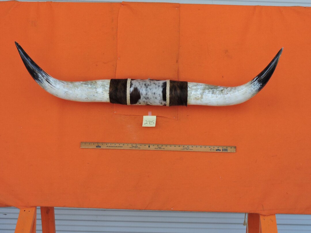 Steer Horns #295 Mounted LONGHORN Steer Horns 4'9" Tip to Tip 17" Bases ...