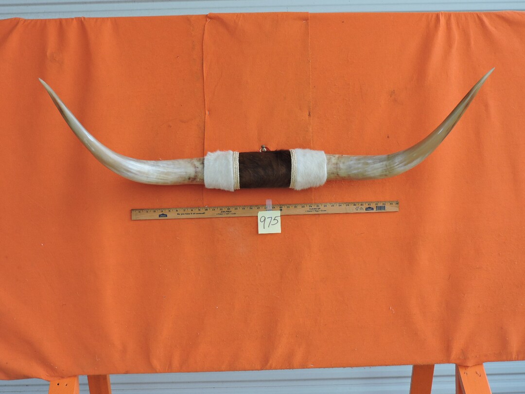 Steer Bull Horns #975 Mounted Longhorns Steer Horns 4' 5" Tip to Tip ...