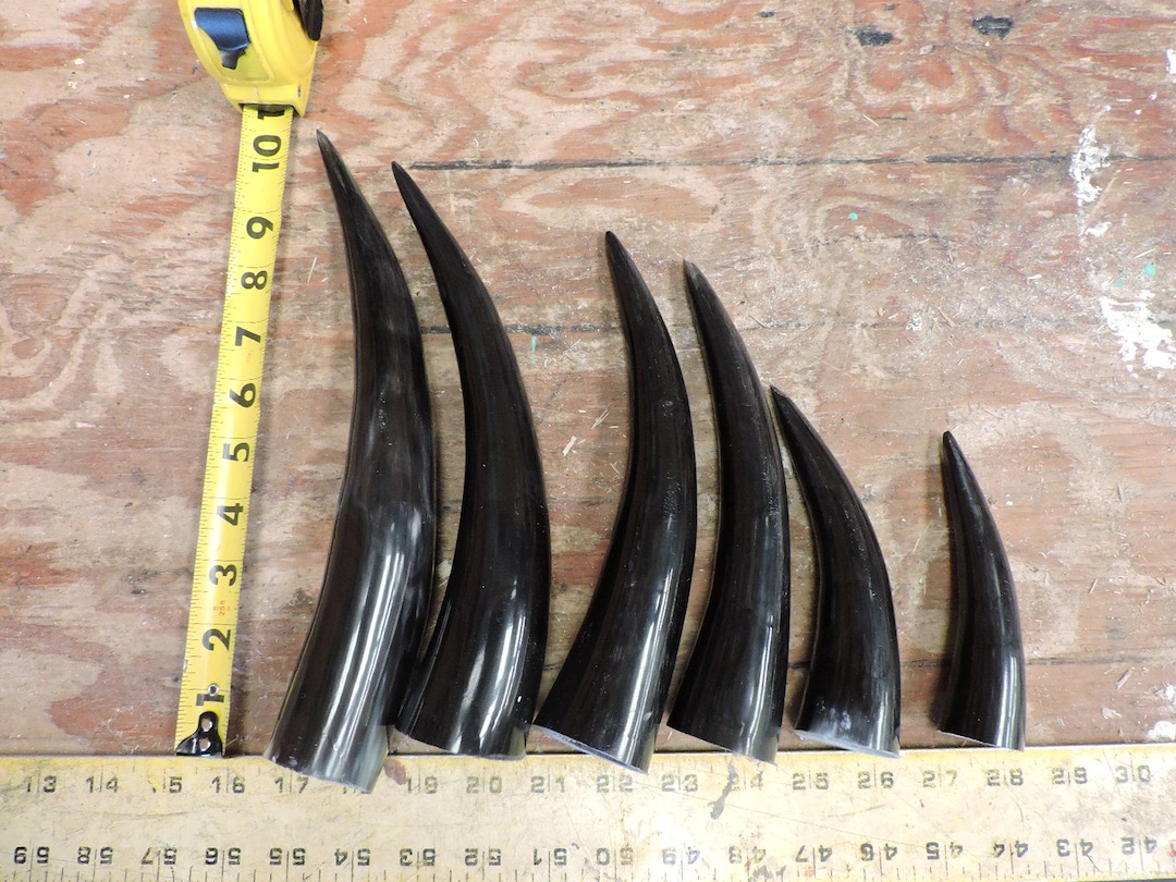 6 Polished Horn Tips 11 Inches and Under Bull/cow Horns - Etsy