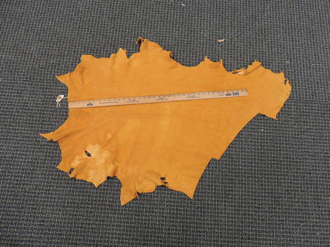 BUCKSKIN Deer Hide Taxidermy - Etsy