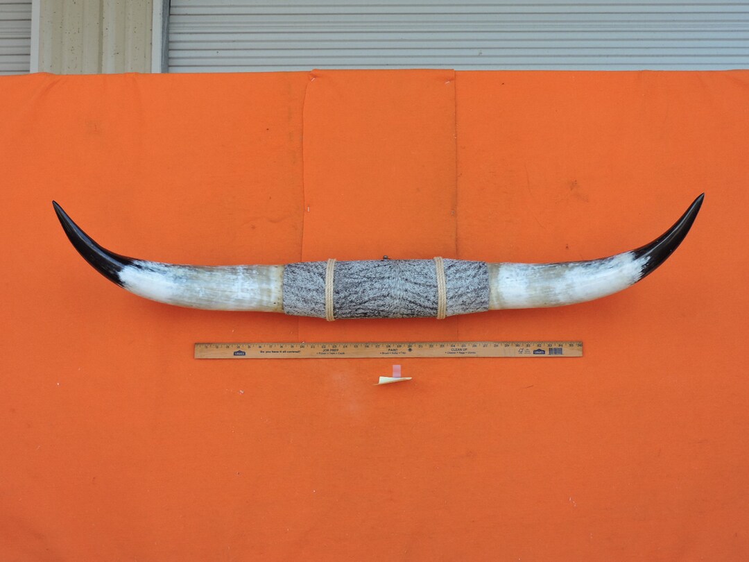 Steer Horns #879 Mounted LONGHORN Steer Horns 4'5" Tip to Tip 15" Bases ...