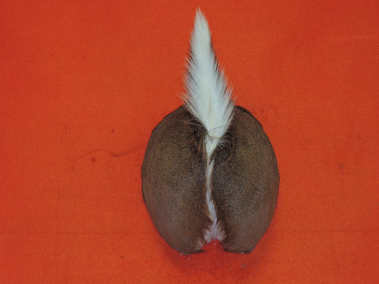 DEER BUTT RUMP taxidermy whitetail deer butt hunting cabin | Etsy