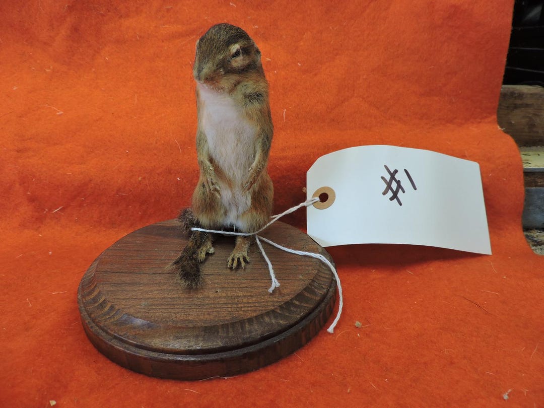 CHIPMUNK MOUNTED TAXIDERMY 1 - Etsy