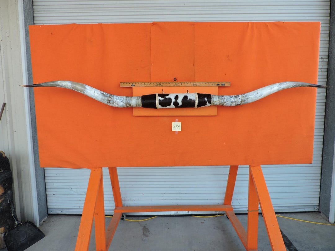 Steer Horns #254 Mounted LONGHORN Steer Horns 7'11" Tip to Tip - Etsy
