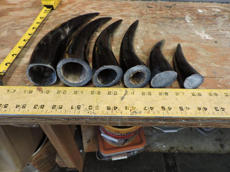 6 Polished Horn Tips 11 Inches and Under Bull/cow Horns - Etsy
