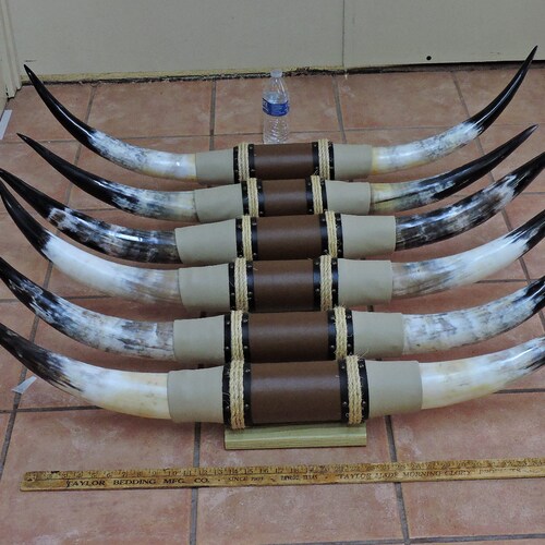 Steer Horns 2'6 2'11 Mounted LONGHORN - Etsy