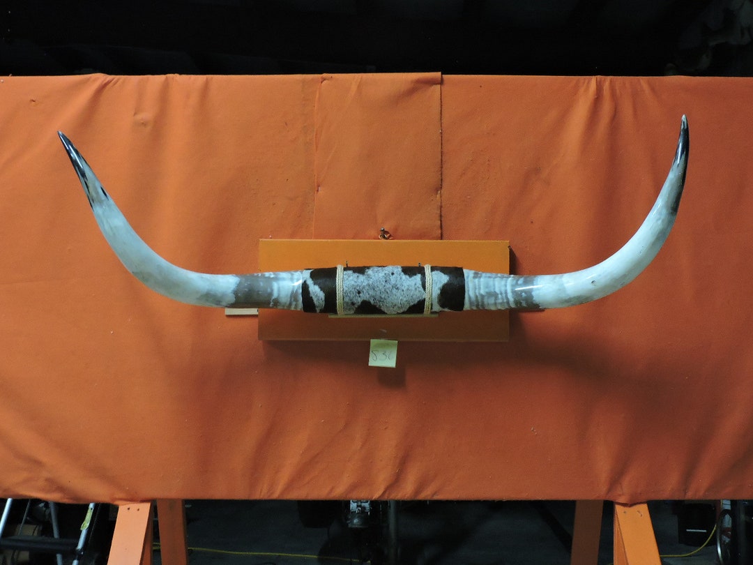 Steer Horns 836 Mounted LONGHORN Steer Horns 5'3 Tip to Tip 14 1/2 ...