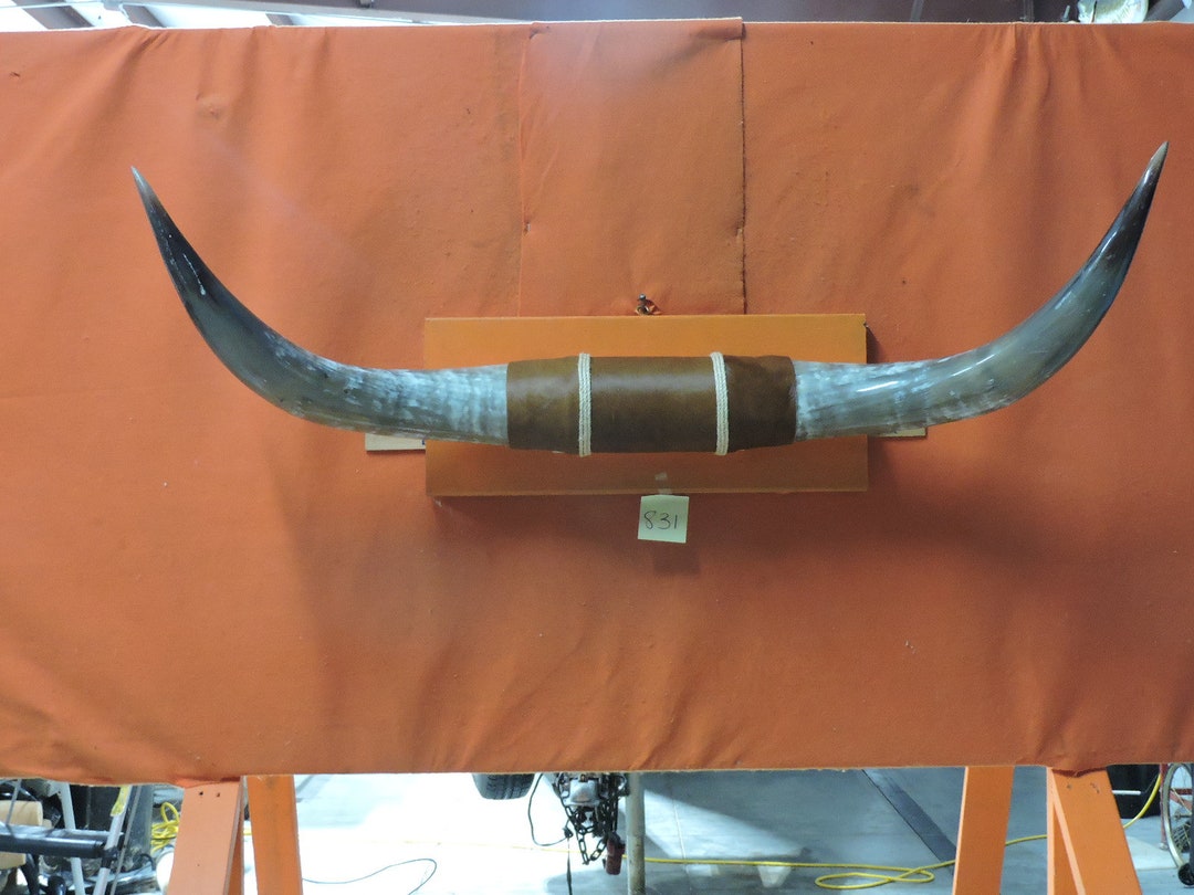 Steer Horns 831 Mounted LONGHORN Steer Horns 4'9 Tip to Tip 16 3/4 ...